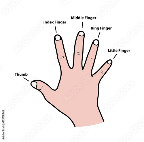 "Fingers Names of Human Body Parts, a hand drawn vector cartoon ...