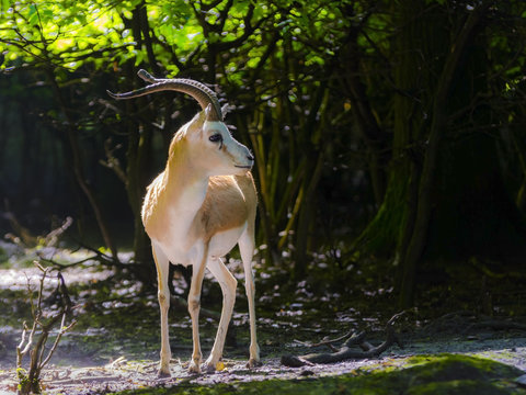 รูปภาพGazella – เลือกดูภาพถ่ายสต็อก เวกเตอร์ และวิดีโอ60,067 | Adobe Stock