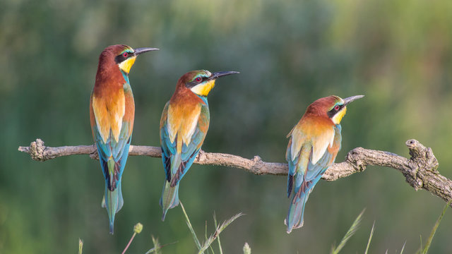 Birds In A Row Images – Browse 30,852 Stock Photos, Vectors, and Video ...