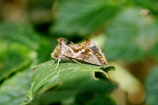 Eudocima Images – Browse 25 Stock Photos, Vectors, and Video | Adobe Stock