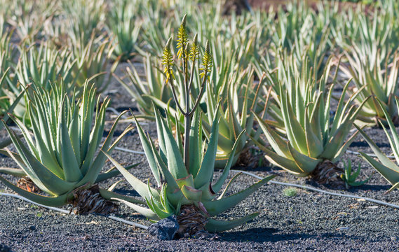 รูปภาพKathalai – เลือกดูภาพถ่ายสต็อก เวกเตอร์ และวิดีโอ115 | Adobe Stock
