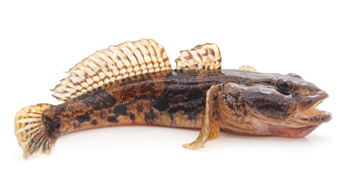 Bullfish Images – Browse 16 Stock Photos, Vectors, and Video | Adobe Stock