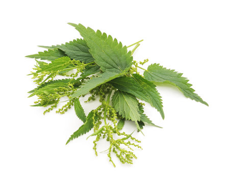 Nettle Images – Browse 1,059,957 Stock Photos, Vectors, and Video ...