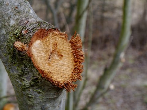 「Abgehackt」の画像 - 64 件の Stock 写真、ベクターおよびビデオ | Adobe Stock