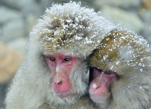 Japanmakak Bilder – Durchsuchen 49,552 Archivfotos, Vektorgrafiken und ...
