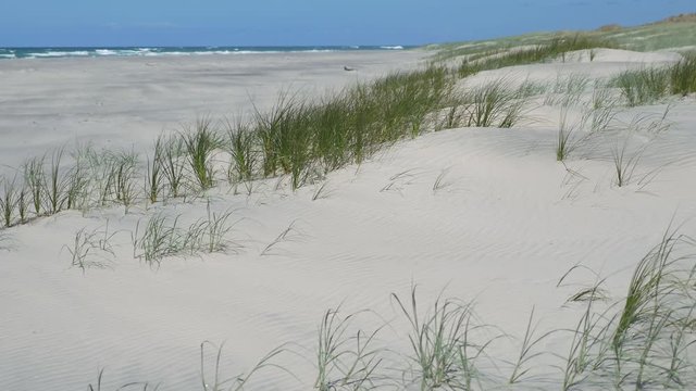 Pingao Images – Browse 62 Stock Photos, Vectors, and Video | Adobe Stock