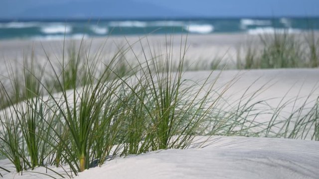 Pingao Images – Browse 62 Stock Photos, Vectors, and Video | Adobe Stock