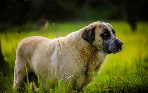 What Is A Rafeiro Do Alentejo Breed Dog