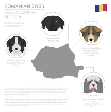 What Color Are Romanian Raven Shepherd Dog Dogs