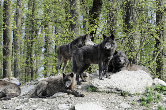 Free Wolf Images – Browse 1,042 Free Stock Photos, Vectors, and Video ...