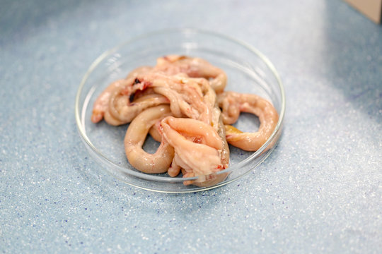 รูปภาพMonogenean – เลือกดูภาพถ่ายสต็อก เวกเตอร์ และวิดีโอ98 | Adobe Stock