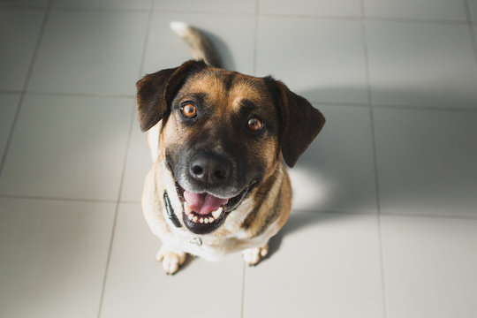 Dog’s Images – Browse 4,151,774 Stock Photos, Vectors, and Video ...