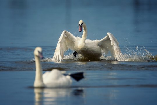 Frolicing Images – Parcourir 15,395 le catalogue de photos, vecteurs et ...