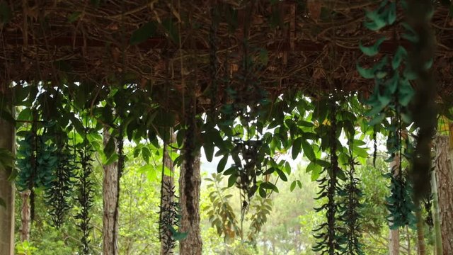 Strongylodon Images – Browse 265 Stock Photos, Vectors, and Video ...