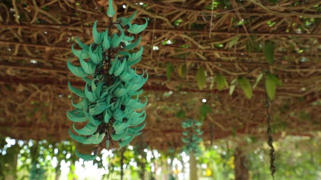 Strongylodon Images – Browse 265 Stock Photos, Vectors, and Video ...