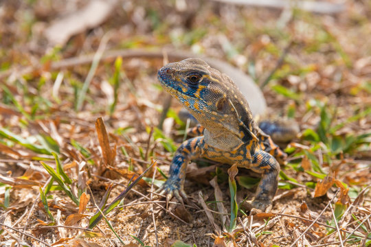 Belliana Bilder – Durchsuchen 232 Archivfotos, Vektorgrafiken und ...