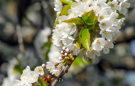 รูปภาพMirabellenbaum – เลือกดูภาพถ่ายสต็อก เวกเตอร์ และวิดีโอ219 ...