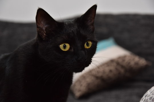 Baghira-Bilder: Stock-Fotos & -Videos. | Adobe Stock
