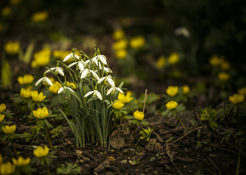 รูปภาพ"Eranthis – เลือกดูภาพถ่ายสต็อก เวกเตอร์ และวิดีโอ2,561 | Adobe Stock