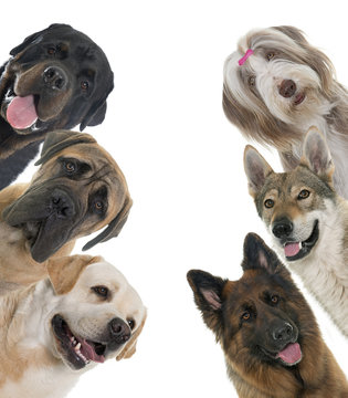 Free Dogs Images – Browse 14,398 Free Stock Photos, Vectors, and Video ...