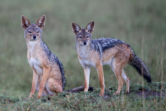 รูปภาพJackals – เลือกดูภาพถ่ายสต็อก เวกเตอร์ และวิดีโอ24,646 | Adobe Stock