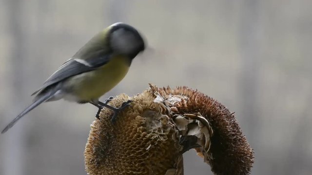 Cince Images – Browse 163 Stock Photos, Vectors, and Video | Adobe Stock