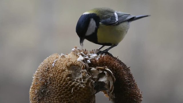 Cince Images – Browse 163 Stock Photos, Vectors, and Video | Adobe Stock