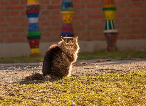 「Mitze」の画像 - 75 件の Stock 写真、ベクターおよびビデオ | Adobe Stock