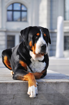 รูปภาพ"Grosser – เลือกดูภาพถ่ายสต็อก เวกเตอร์ และวิดีโอ7,749 | Adobe Stock