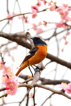 Otterrute Bilder – Durchsuchen 103 Archivfotos, Vektorgrafiken und ...