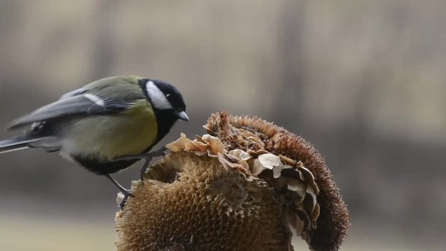 Cince Images – Browse 163 Stock Photos, Vectors, and Video | Adobe Stock