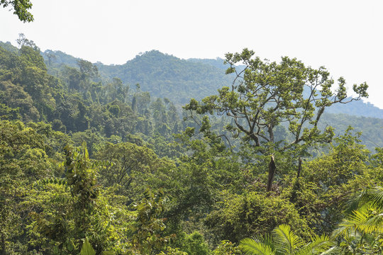 รูปภาพTropicalclimate – เลือกดูภาพถ่ายสต็อก เวกเตอร์ และวิดีโอ242 ...