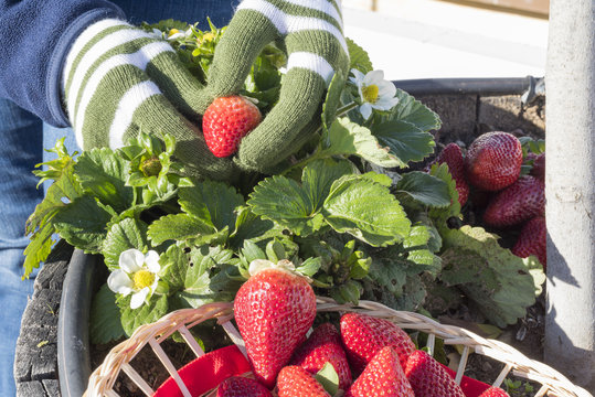 รูปภาพRecolecta – เลือกดูภาพถ่ายสต็อก เวกเตอร์ และวิดีโอ1,201 | Adobe Stock