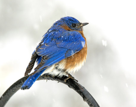 Blue Birds In Snow