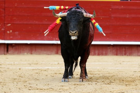 Torear Bilder – Durchsuchen 634 Archivfotos, Vektorgrafiken und Videos ...