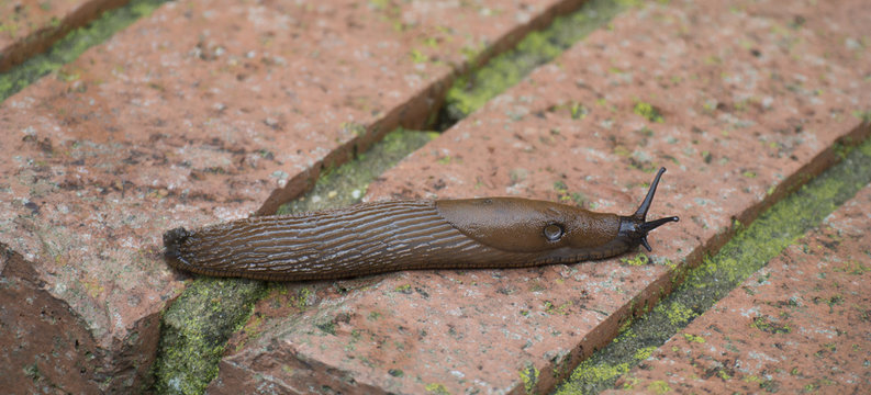 "Brown Slug" Images – Browse 135 Stock Photos, Vectors, and Video ...