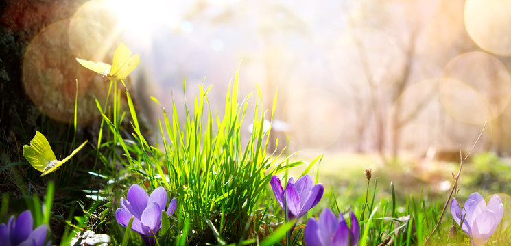 "Spring Background" Images – Browse 65,634 Stock Photos, Vectors, and ...