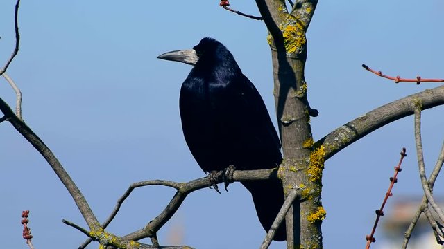 Rosaceous Images – Browse 265 Stock Photos, Vectors, and Video | Adobe ...