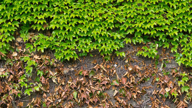 Imágenes de Efeuranken: descubre bancos de fotos, ilustraciones ...