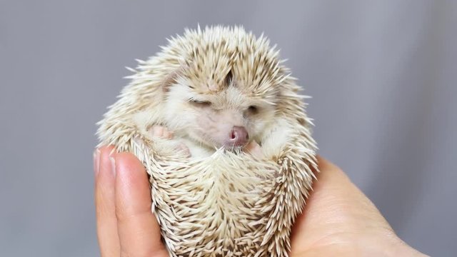 "Hedgehog Face" Images – Browse 60 Stock Photos, Vectors, and Video ...