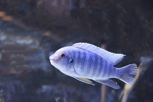 "Poisson Bleu" Images – Browse 104 Stock Photos, Vectors, and Video ...