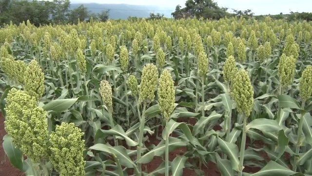 Mapira Images – Browse 30 Stock Photos, Vectors, and Video | Adobe Stock