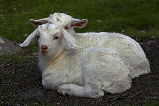 Davar Images – Browse 8 Stock Photos, Vectors, and Video | Adobe Stock