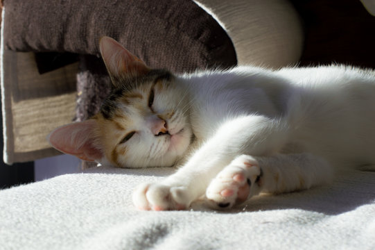 Ocico Images – Browse 79 Stock Photos, Vectors, and Video | Adobe Stock