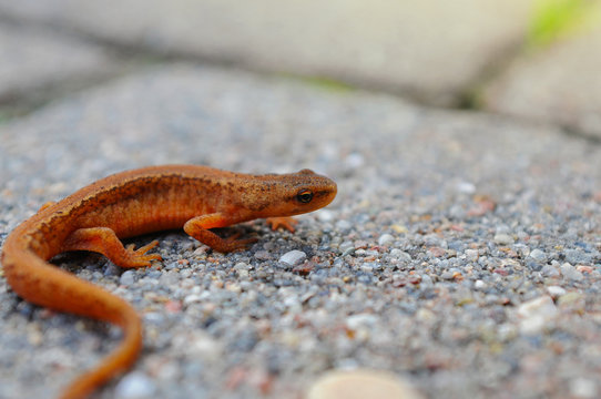 รูปภาพSkinke – เลือกดูภาพถ่ายสต็อก เวกเตอร์ และวิดีโอ493 | Adobe Stock