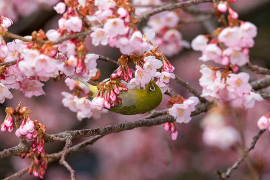 Kanzakura Bilder – Durchsuchen 648 Archivfotos, Vektorgrafiken und ...
