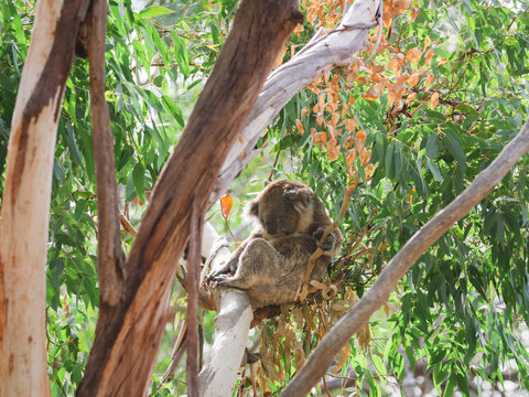 "Australian Mammal" Billeder – Gennemse 295 stockfotos, vektorer og ...