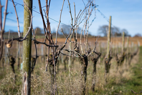 Rebstock Bilder – Durchsuchen 28,249 Archivfotos, Vektorgrafiken und ...