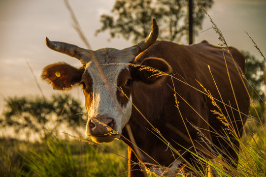 รูปภาพ"Vaca – เลือกดูภาพถ่ายสต็อก เวกเตอร์ และวิดีโอ33,241 | Adobe Stock