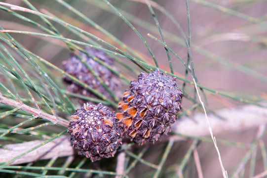 "She Oak" Images – Browse 204 Stock Photos, Vectors, and Video | Adobe ...